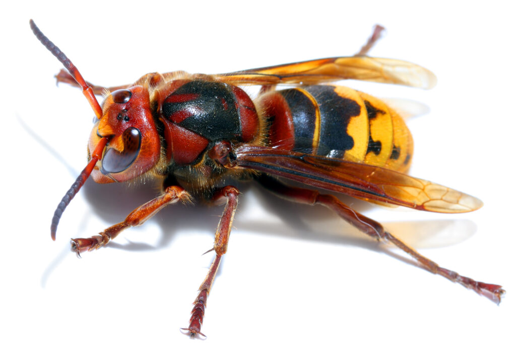 Frelons asiatiques et Frelons européens - ACNI Environnement